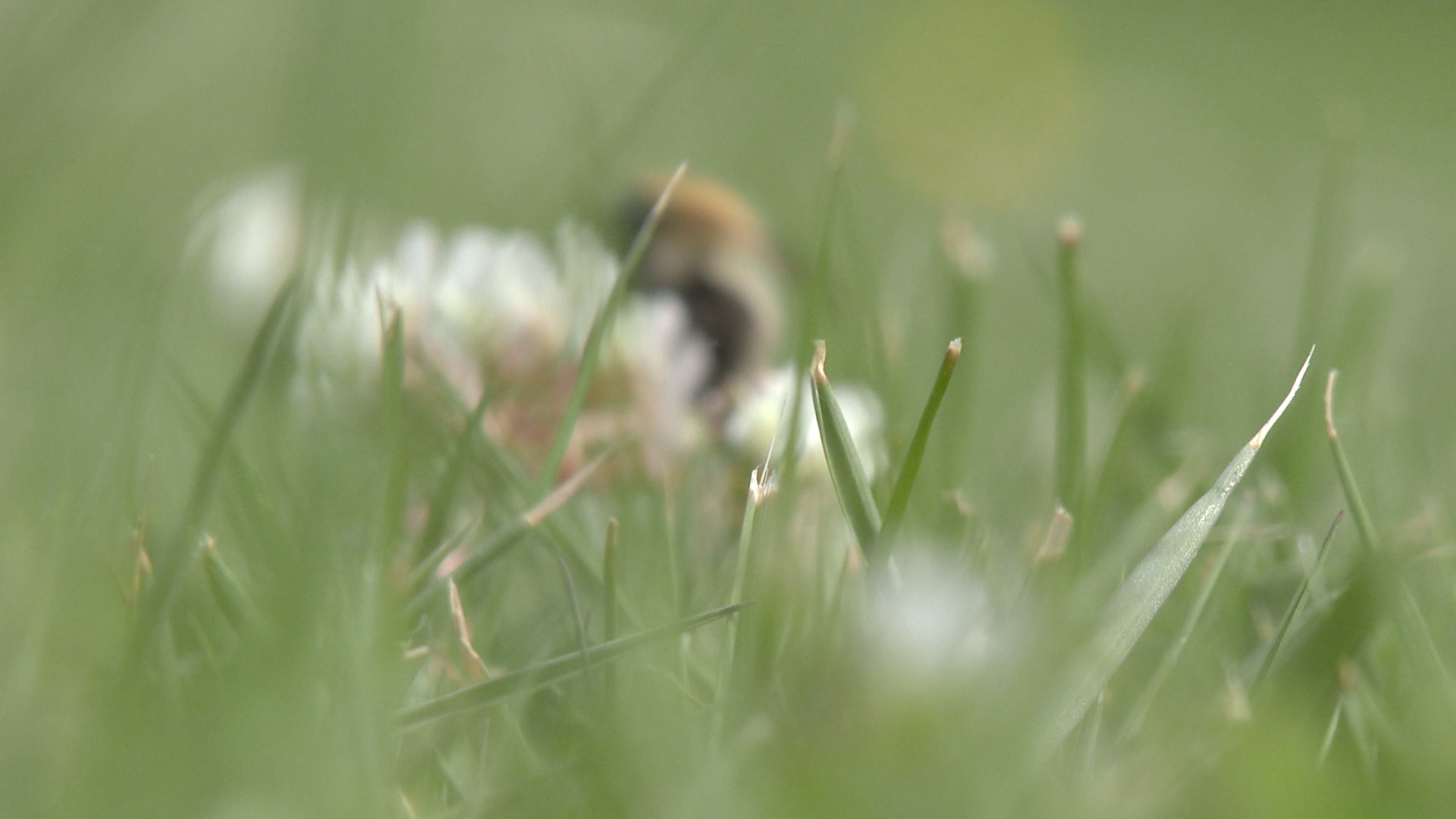 Jonathan Broder - 05/06/2015: BeeJonathan Broder