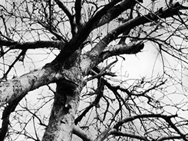 WIND - Jonathan Broder